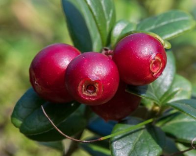 Lingon för hälsosam tarmflora